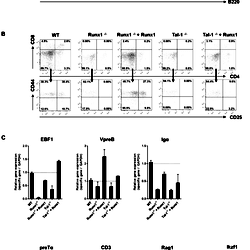 Development of lymphoid cells from Runx1-expressing Tal-1−/− and Runx1−/− ESCs.
