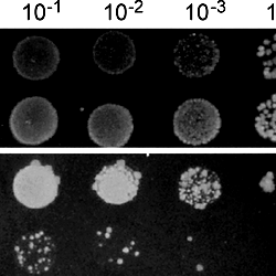 Growth of BL21 -pET32a and BL21-pET32-ZjOMT under Al stress.
