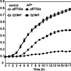 Growth curve of BL21 pET32a and BL21-pET32-ZjOMT under Al stress.
