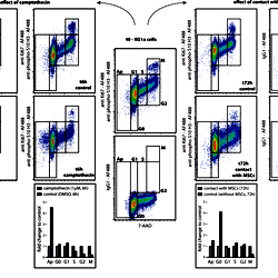 Cell cycle analysis of human KG1a leukemic cell line exposed to cell ...