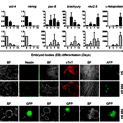 Differentiation of hESCs cured with PlasmocinTM.
