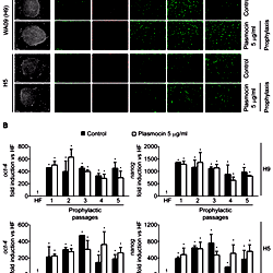 hESCs maintain their morphology and stem cell markers expression upon ...