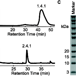 Production and characterization of selected Fn3 variants.