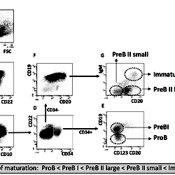 Cell sorting of precursor B cells subsets from CD10 positively selected ...