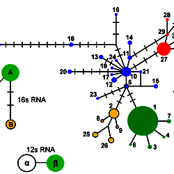 Median-joining networks depicting the relationships among genealogical ...