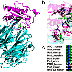 Complex structure of Shh-Hhip and sequence analysis of Hhip L2 with ...