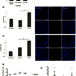 Transfection and vector generation.