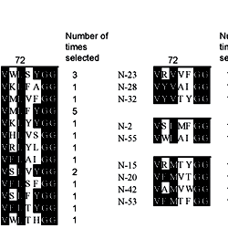 Alignment of the C-terminal sequences of the phage selected UB clones ...