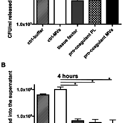 Pro-coagulant MV-derived clots prevent bacterial dissemination.