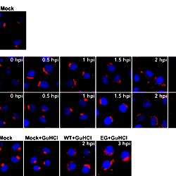 EG PV exhibits delayed induction and redistribution of PI4P.