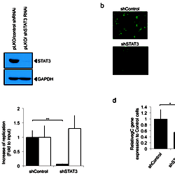 oHSV replication in human glioblastoma U251 cells, stably expressing ...