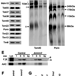 Characterization of the mmm2 knockout strain.