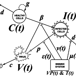 Schematic representation of the ODE model.