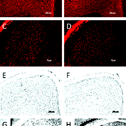 NeuN and Nissl staining.