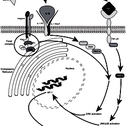 Model of cytokine signaling pathway involved in inflammation.