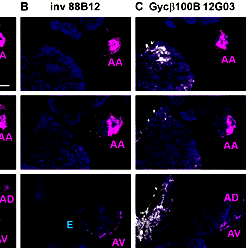 Axonal projections of GMR GAL4 drivers compared to JO15.