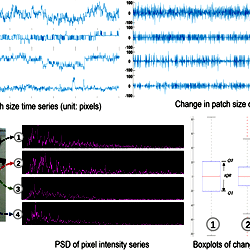 Four local patches are sampled to show their patch size time series ...