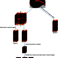 Tissue collection schematic.