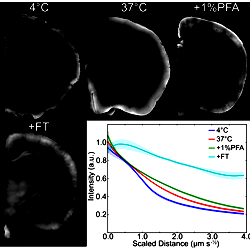 Dextran-FITC diffusion in brain specimens.