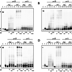 Influence of hPCNA on long-patch BER activity of DNA polymerases beta ...