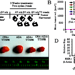 In vivo retinoid treatment resumes RXR-γ levels and reduces xenograft ...