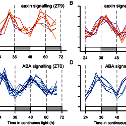 Rhythmic probes associated with auxin and ABA signalling.