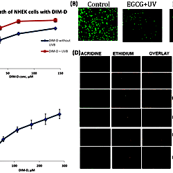 Effect of cytotoxicity, antioxidant potential and apoptosis in NHEK ...
