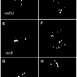 DAPI staining of male haploid meiocytes at metaphase I-anaphase I ...