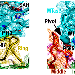 The MTase-RdRP interface.