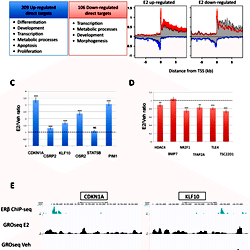 ERβ target genes identified by ChIP-seq and GRO-seq.