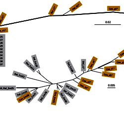 Unrooted trees of 22 randomly selected E. muscae samples using RPB2 and ...