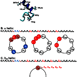 α-helix and 310-helix Library design.