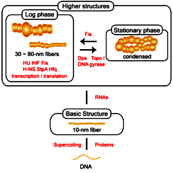 A model of nucleoid organization in E. coli.