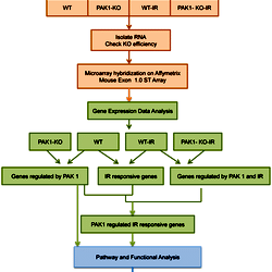Schematic representing identification of differentially expressed genes ...