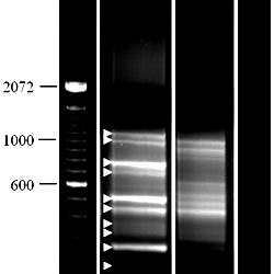 DOP-PCR products obtained from cell culture supernatant with DOP-PCR.