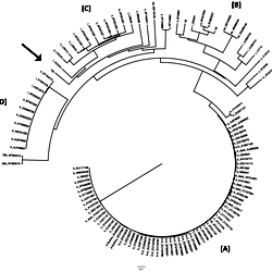 Phylogenetic tree of aminoglycoside 6′-N-acetyltransferase-I compared ...