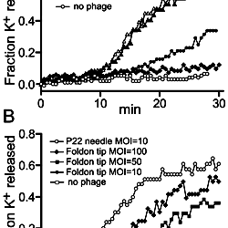 Potassium ion release by P22 phages with modified tail needles.