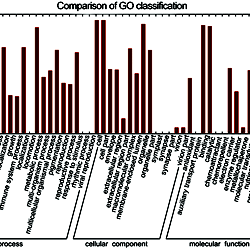 GO classification of the transcriptome.