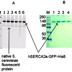 Small scale expression test for hSERCA2a-GFP-His8 using different clones.