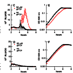 Impact of dPTP on mutagenesis and competence development.