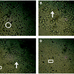 Vaginal cytology as observed in commensal rat at different phases of ...