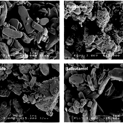Representative SEM images of the four micronised drugs.