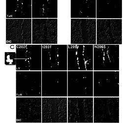 Dye transfer assays for gap junction forming mutants.