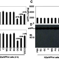 Characterization of gallate moiety in increasing amyloid precursor ...
