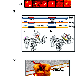 AFM images of SecA and its domains suggesting a model of a SecA channel ...
