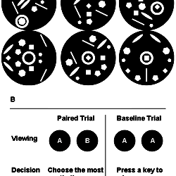 A) Example of a stimulus family.