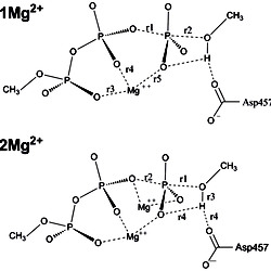 Schematic diagram of 1 Mg2+ and 2 Mg2+ models.