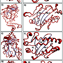 pMHC-II complexes color-coded according to their B-factors.