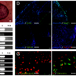 Derivation and characterization of EpiSC-like pESCs.