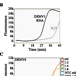 Dimerisation and primer concentration.